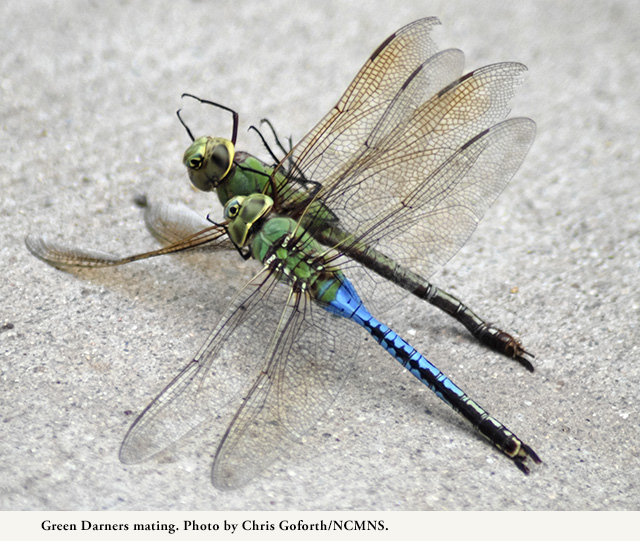 Theme Bug | Programs and Events Calendar