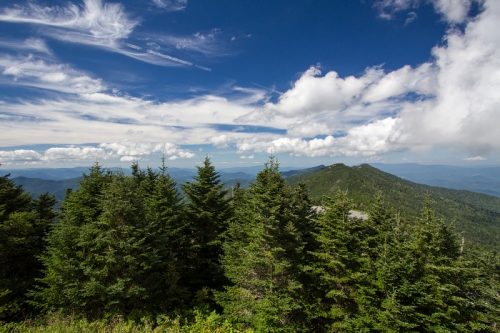 12 Festive Facts about the Fraser Fir | Programs and Events Calendar