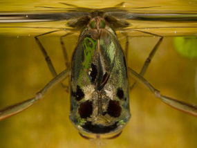 Museum LIVE | Programs and Events Calendar