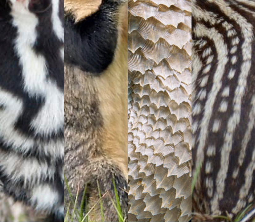 Hair Everywhere: Adaptations of a Uniquely Mammalian Trait | Programs ...