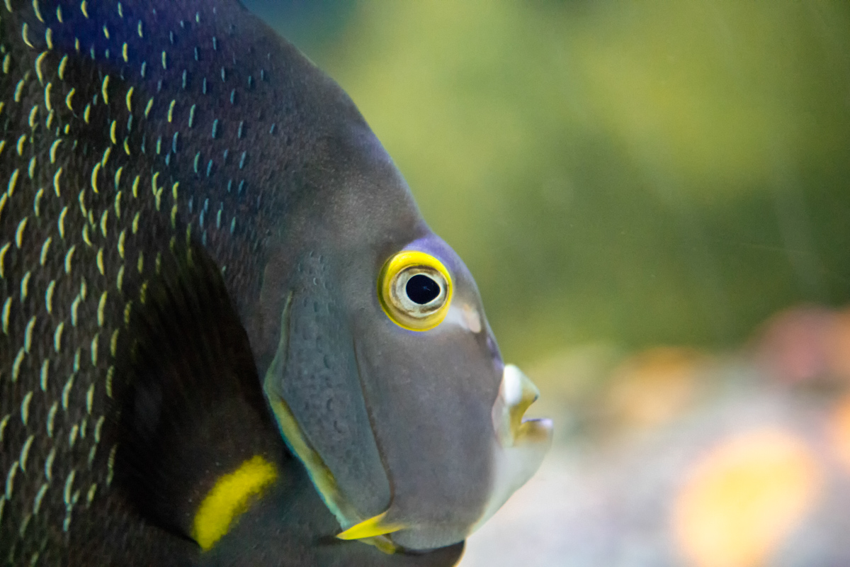 Live Animal Feeding – Ocean Habitat Programs and Events Calendar